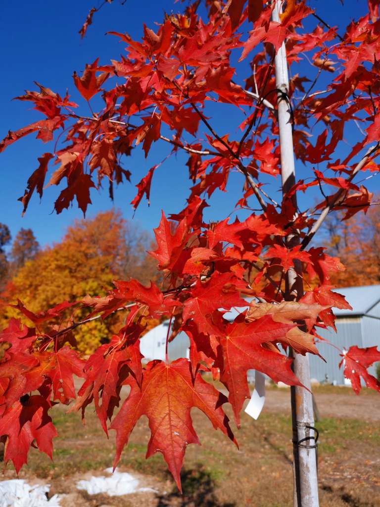 Acer Saccharum Apollo / Érable à sucre Apollo® | Pépinière Dominique Savio