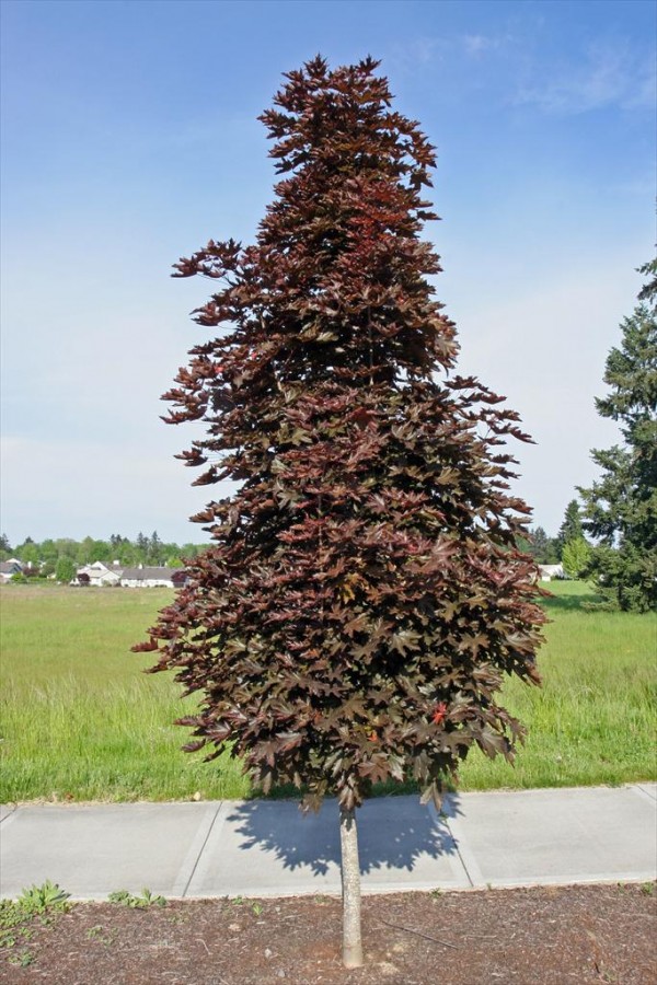 Quercus Robur Crimson Spire / Chêne fastigié Crimson Spire™ | Pépinière ...