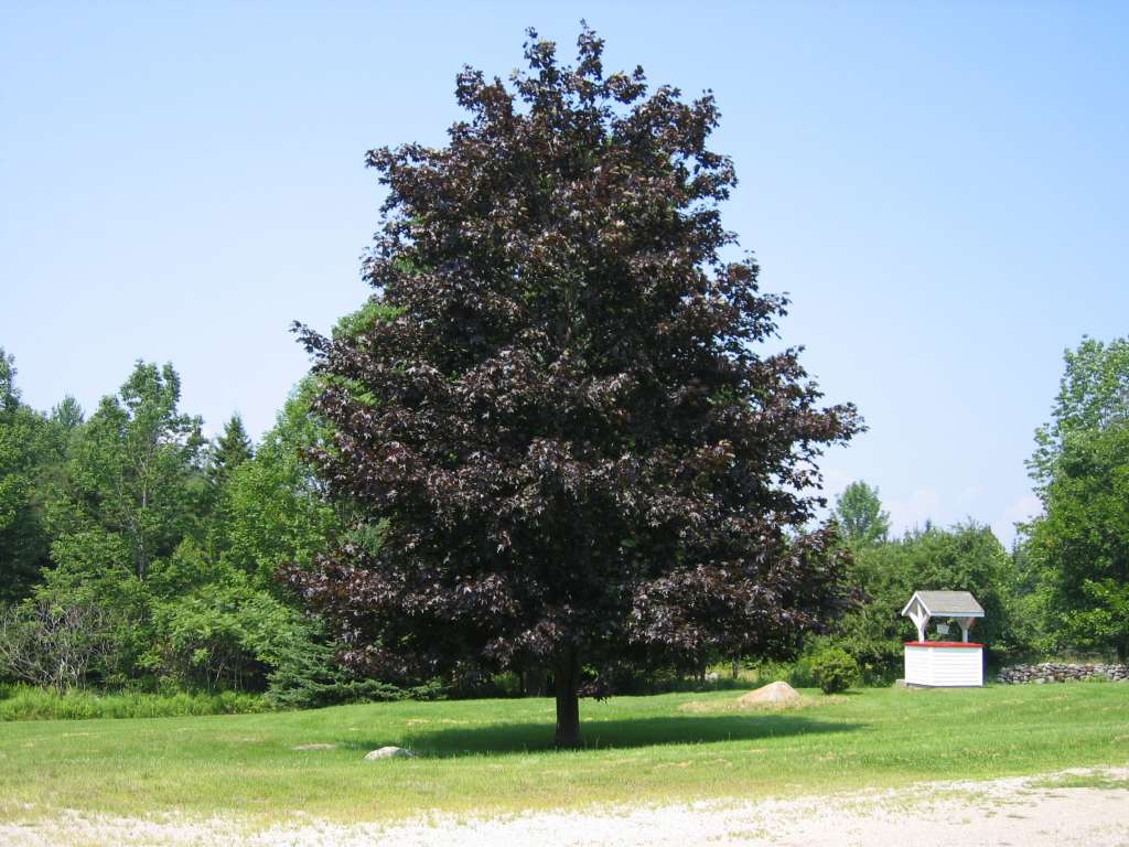 Quercus Robur Crimson Spire / Chêne fastigié Crimson Spire™ | Pépinière ...