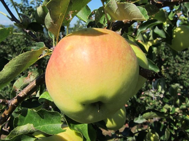 Malus Belmac / Pommier résistant à la tavelure Belmac | Pépinière ...
