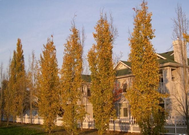 Acer Saccharum Fall Fiesta / Érable à sucre Fall Fiesta® | Pépinière ...