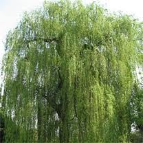 Acer Saccharum Apollo / Érable à sucre Apollo® | Pépinière Dominique Savio