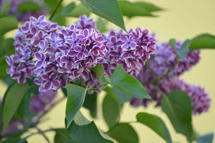 Hydrangea Paniculata Early Sensation / Hydrangée Early Sensation sur ...