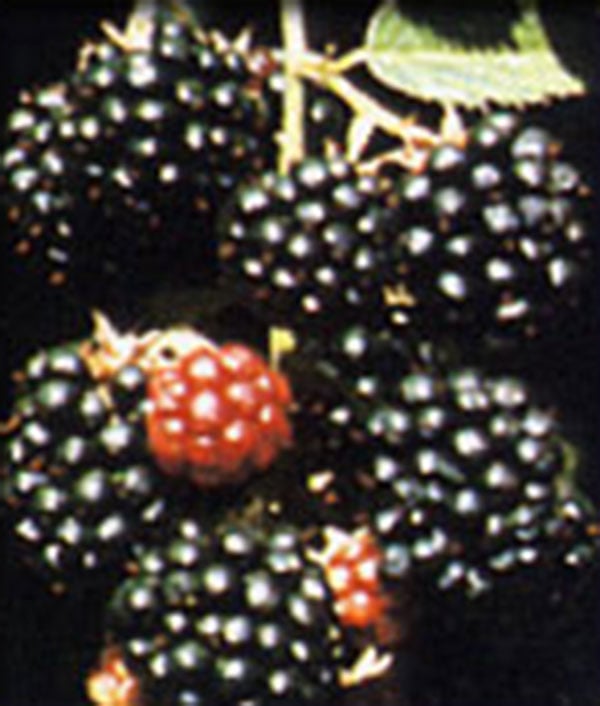Blackberry - Ilini Hardy | Pépinière Dominique Savio
